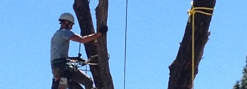 Tree removal in Bend Oregon | Arbor 1 Tree Service